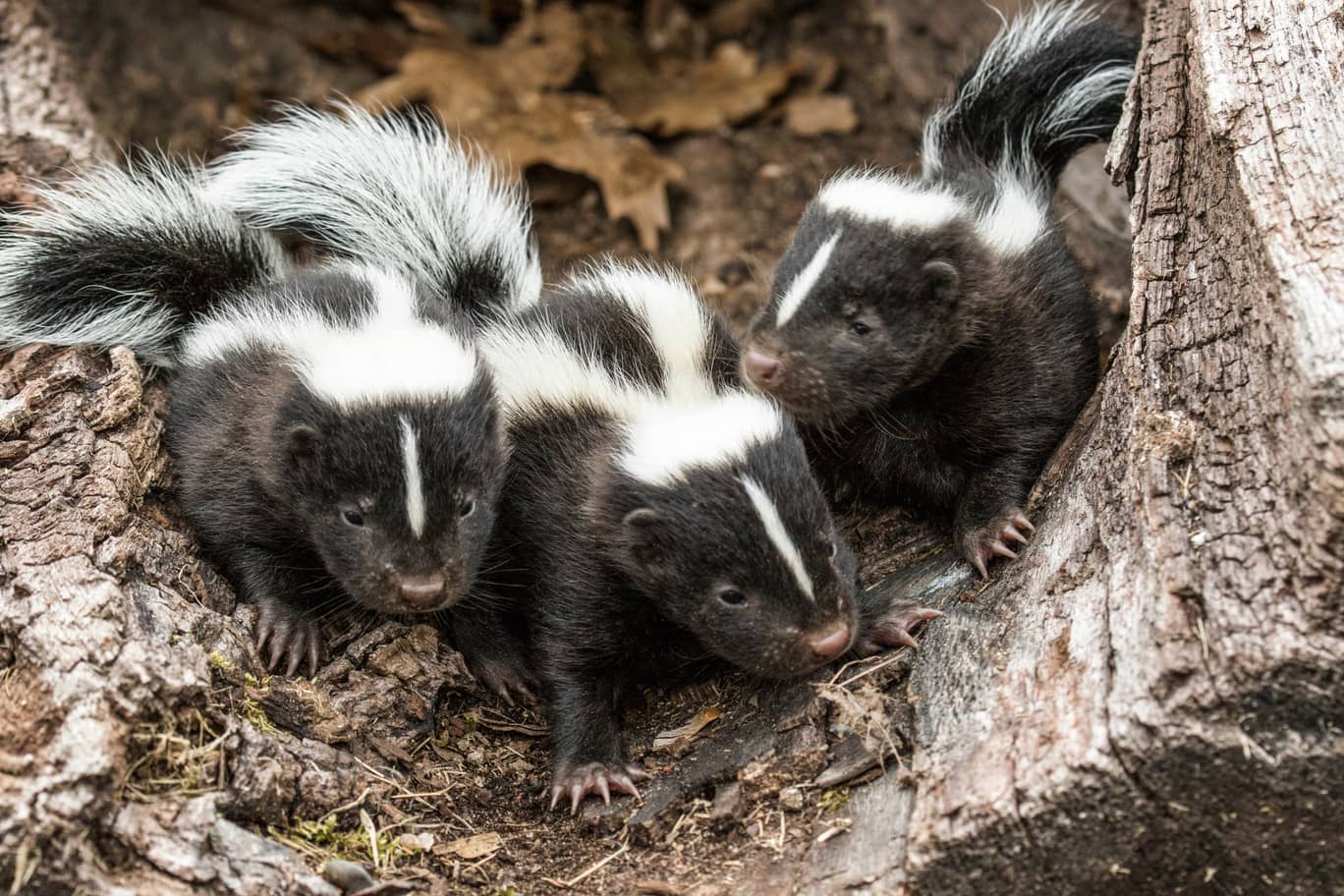 Are Skunks Rodents? | Inside & Out Pest Services