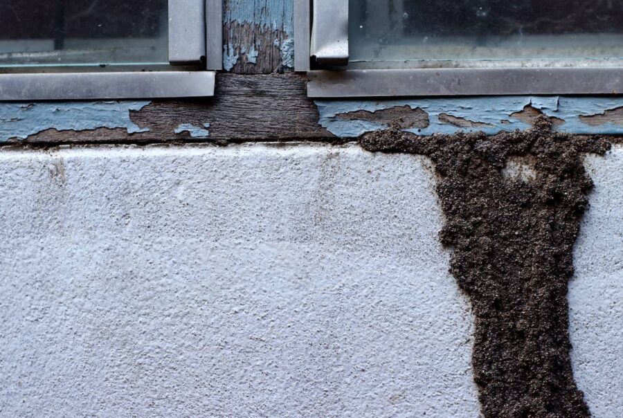 Termite Inspection | Inside & Out Pest Services