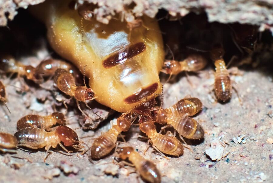 Termite Inspection | Inside & Out Pest Services