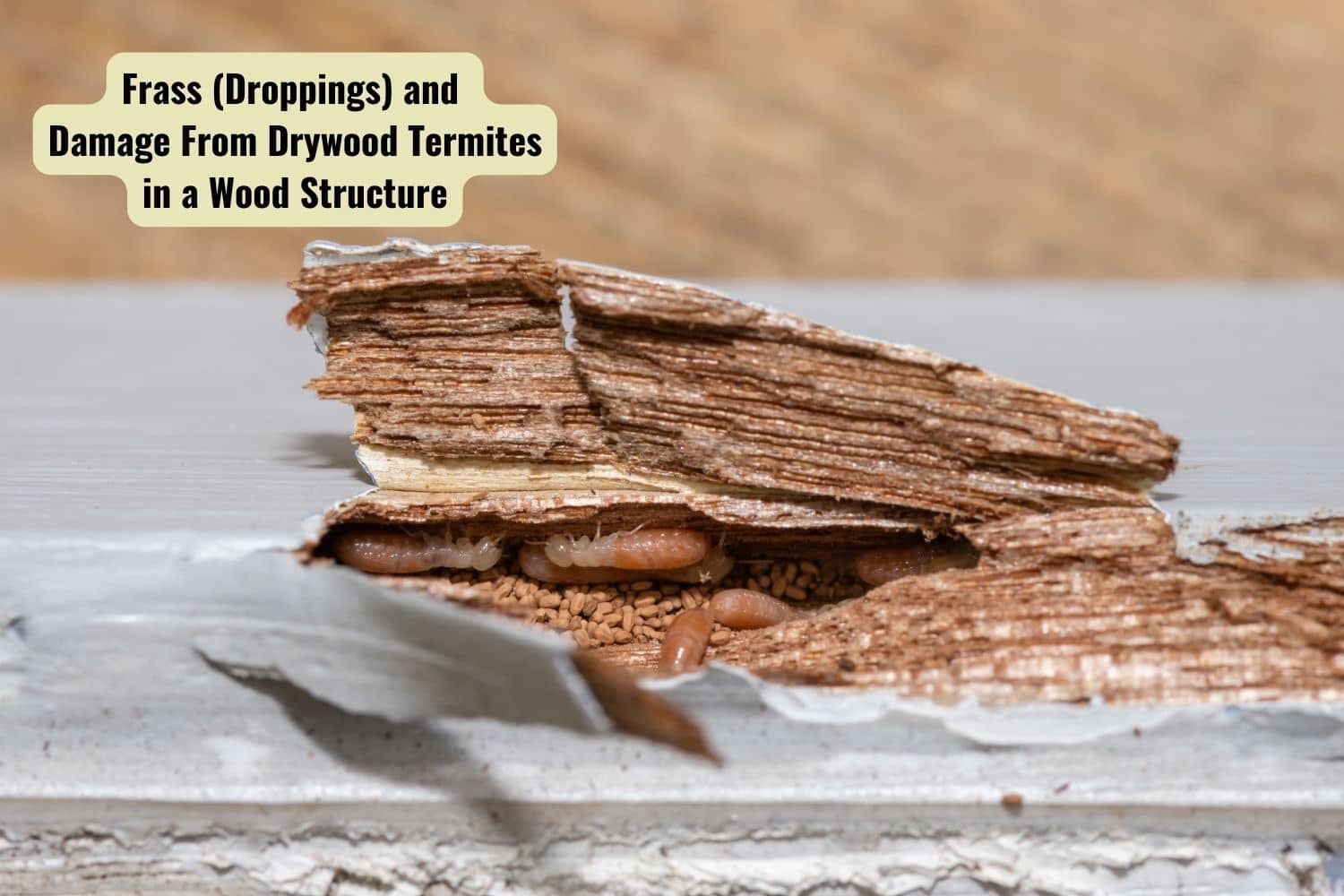 Drywood Termites: Spotting Them and the Importance of Treatment ...