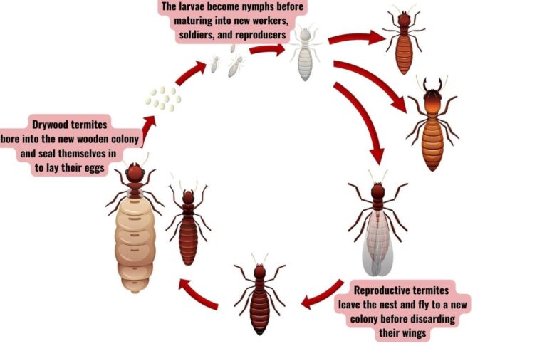 Drywood Termites: Spotting Them and the Importance of Treatment ...