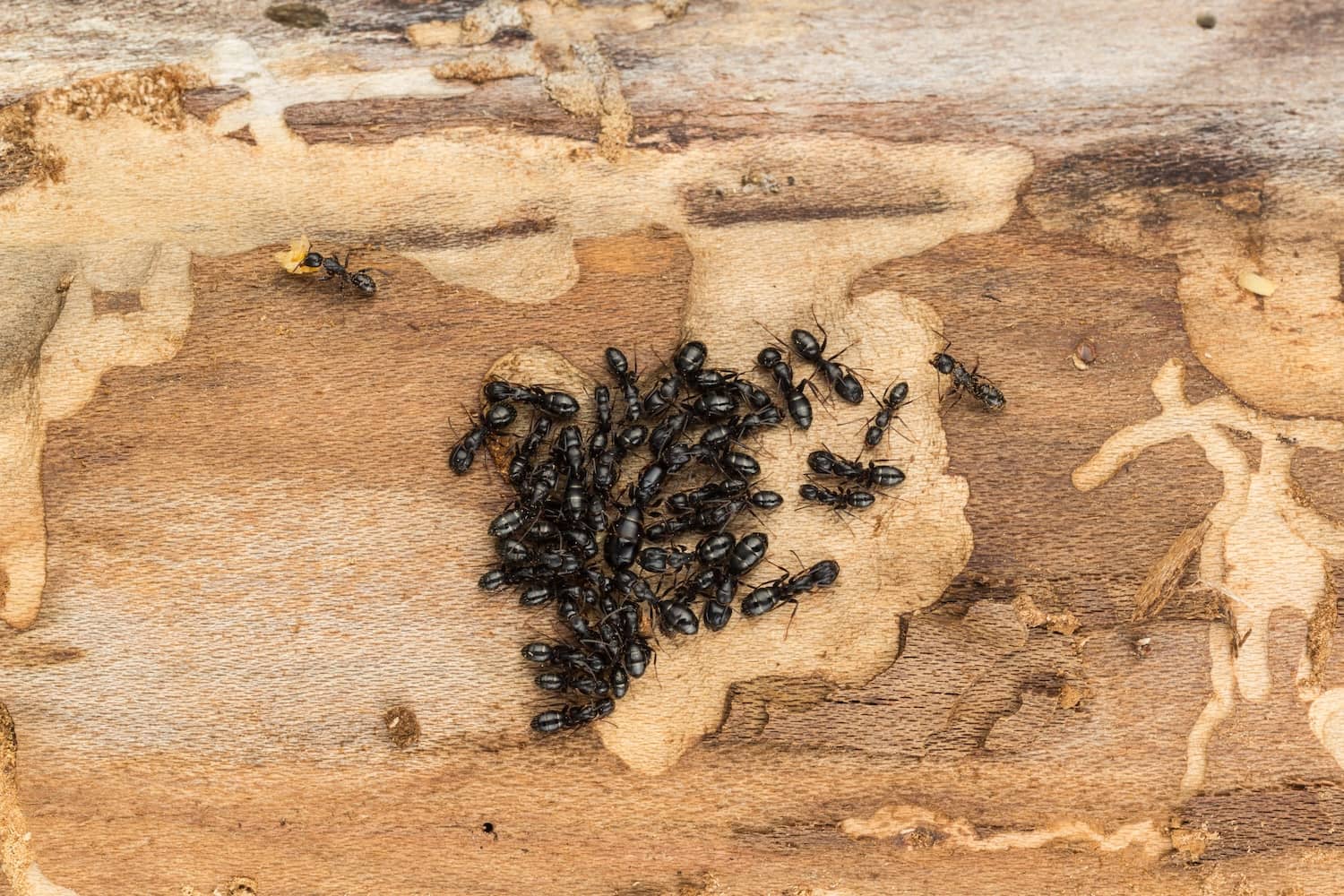 How to Find a Carpenter Ant Nest | Inside & Out Pest Services