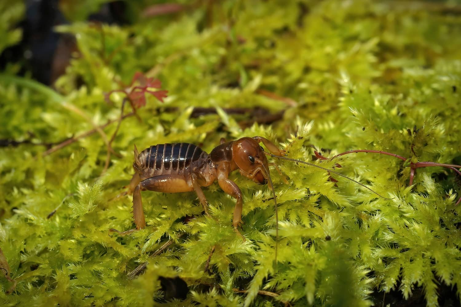 The Jerusalem Cricket: All You Need to Know | Inside & Out Pest Services