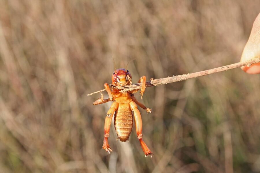 The Jerusalem Cricket: All You Need to Know | Inside & Out Pest Services