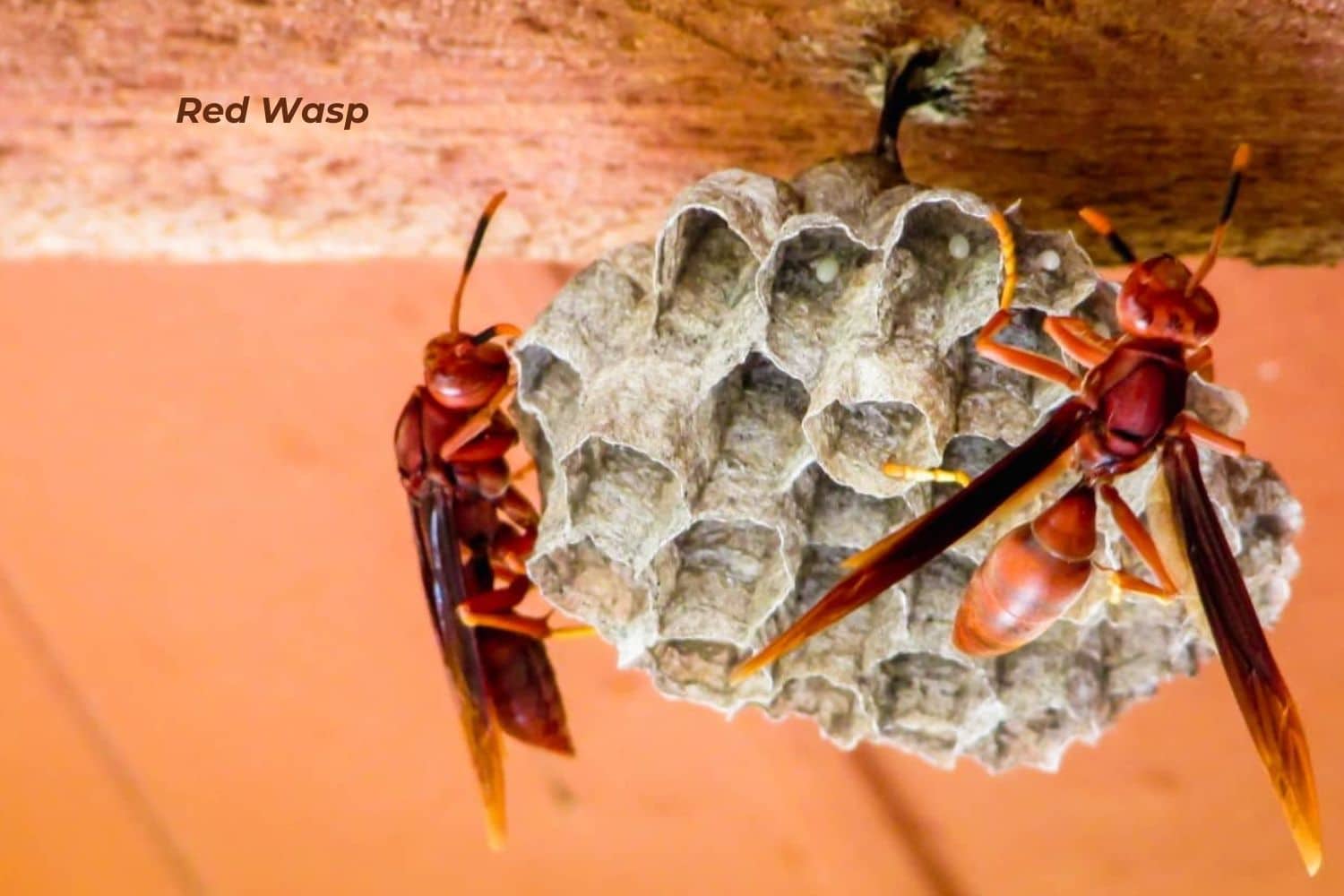 5 Common Wasps in Florida and How to Identify Them | Inside & Out Pest ...