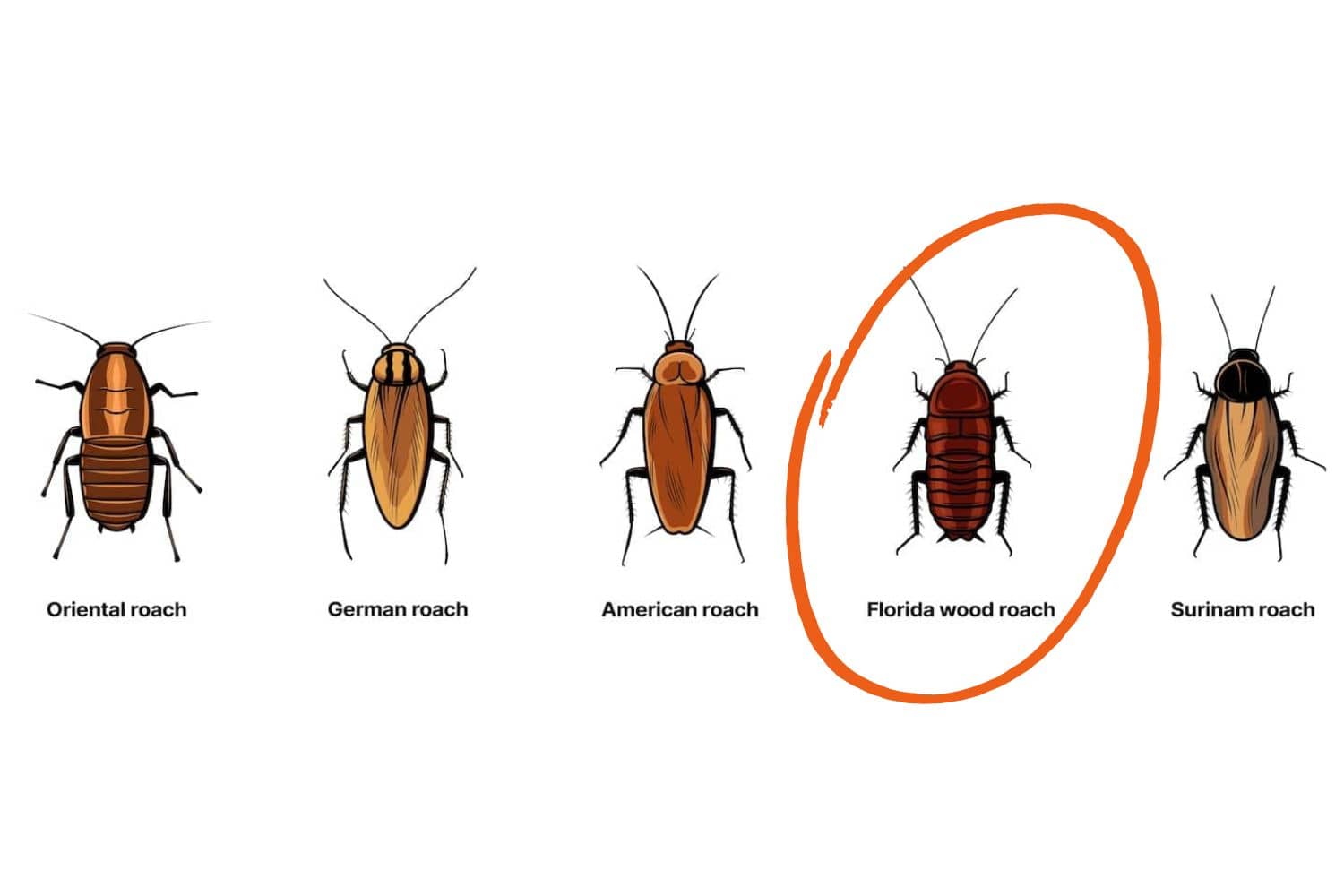 Best Ways to Rid Your Home of Wood Roaches | Inside & Out Pest Services