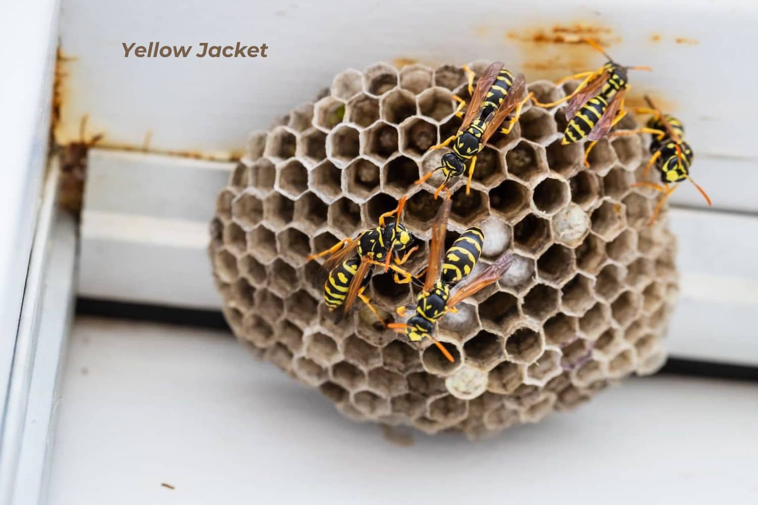 5 Common Wasps in Florida and How to Identify Them | Inside & Out Pest Services