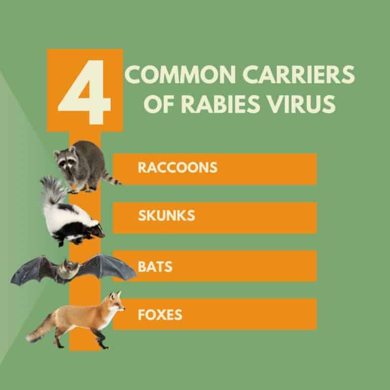 Do Rats Carry Rabies? | Inside & Out Pest Services