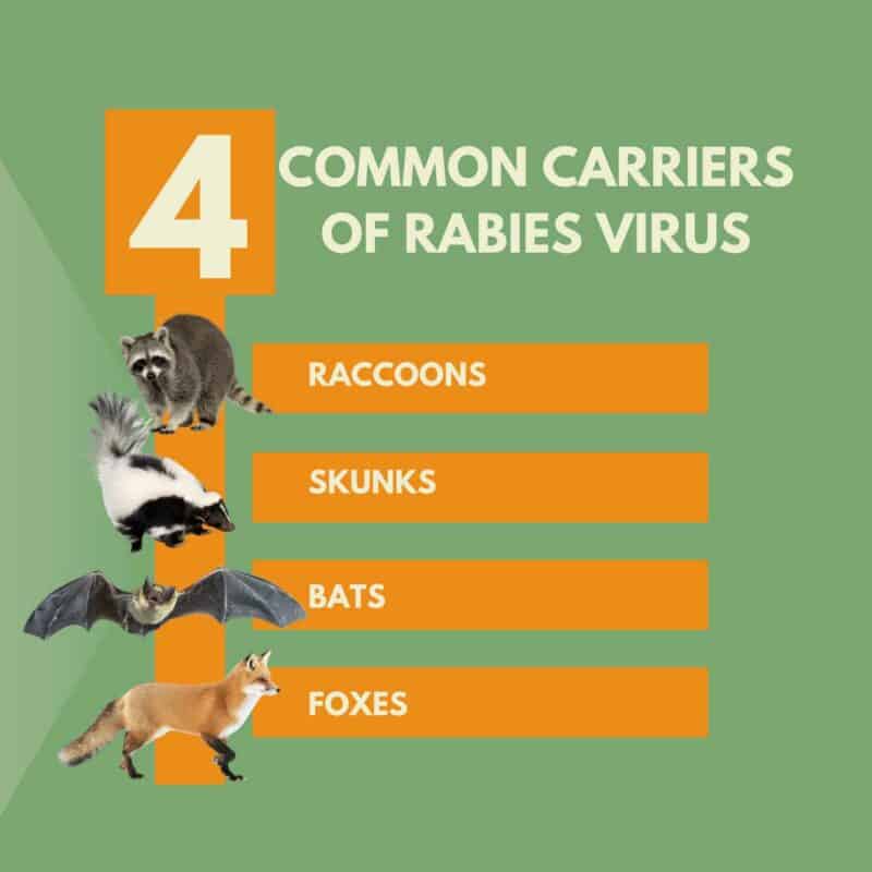 Do Rats Carry Rabies? | Inside & Out Pest Services