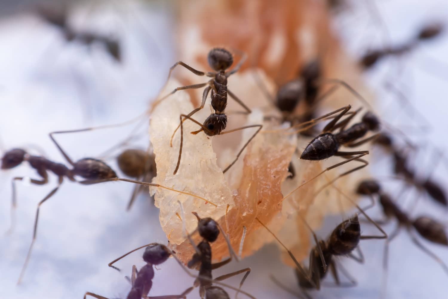 Sugar Ants Florida