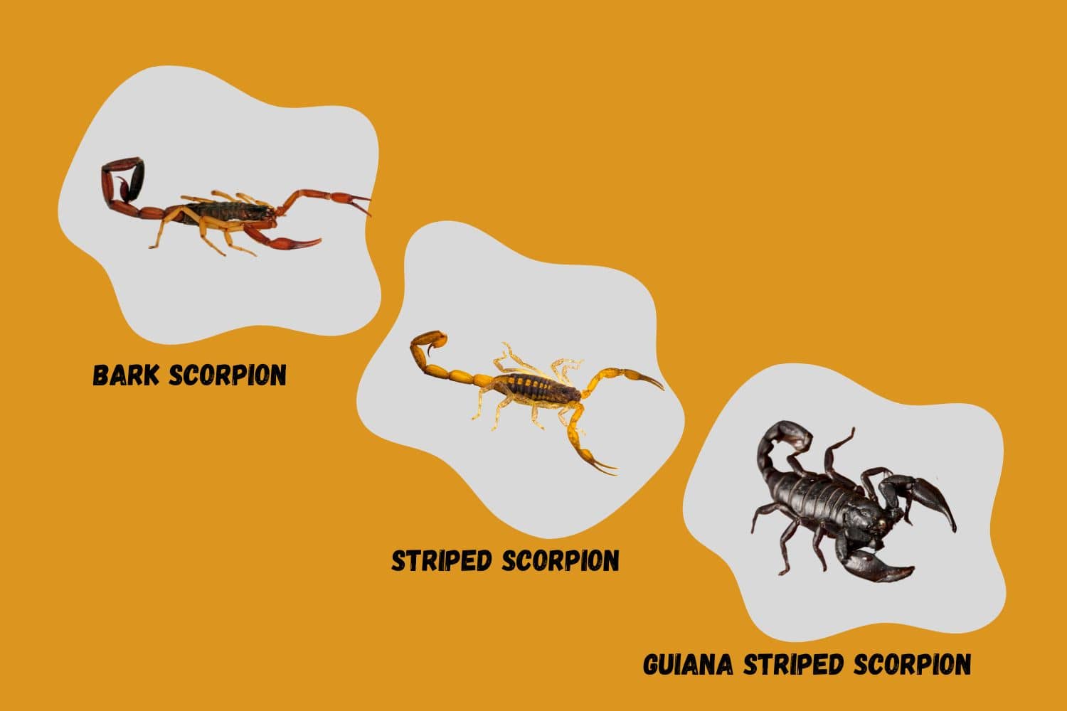 Are There Scorpions in Florida? | Inside & Out Pest Services