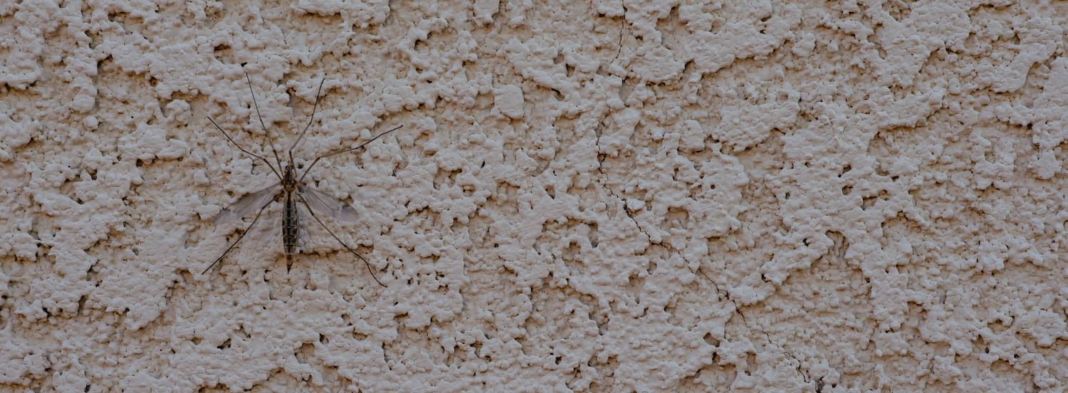 What Are Crane Flies and Do They Eat Mosquitoes? | Inside & Out Pest ...