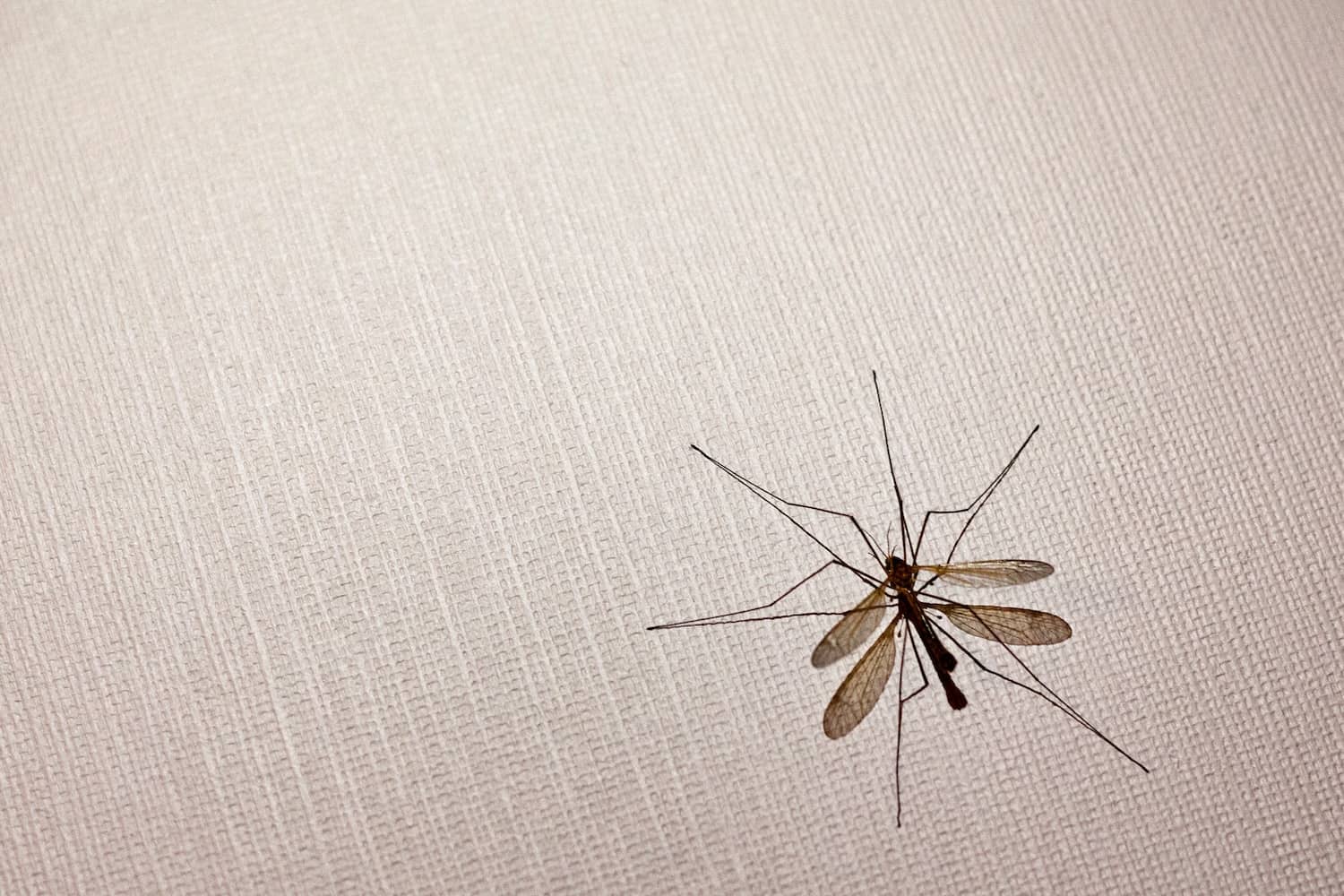 What Are Crane Flies and Do They Eat Mosquitoes? | Inside & Out Pest ...