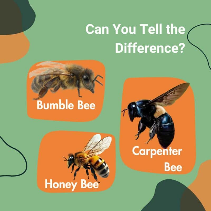 Do Carpenter Bees Sting or Bite? | Inside & Out Pest Services