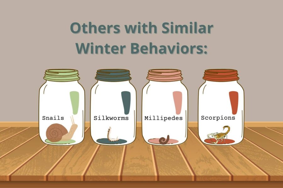 Do Spiders Hibernate or Die in the Winter? | Inside & Out Pest Services
