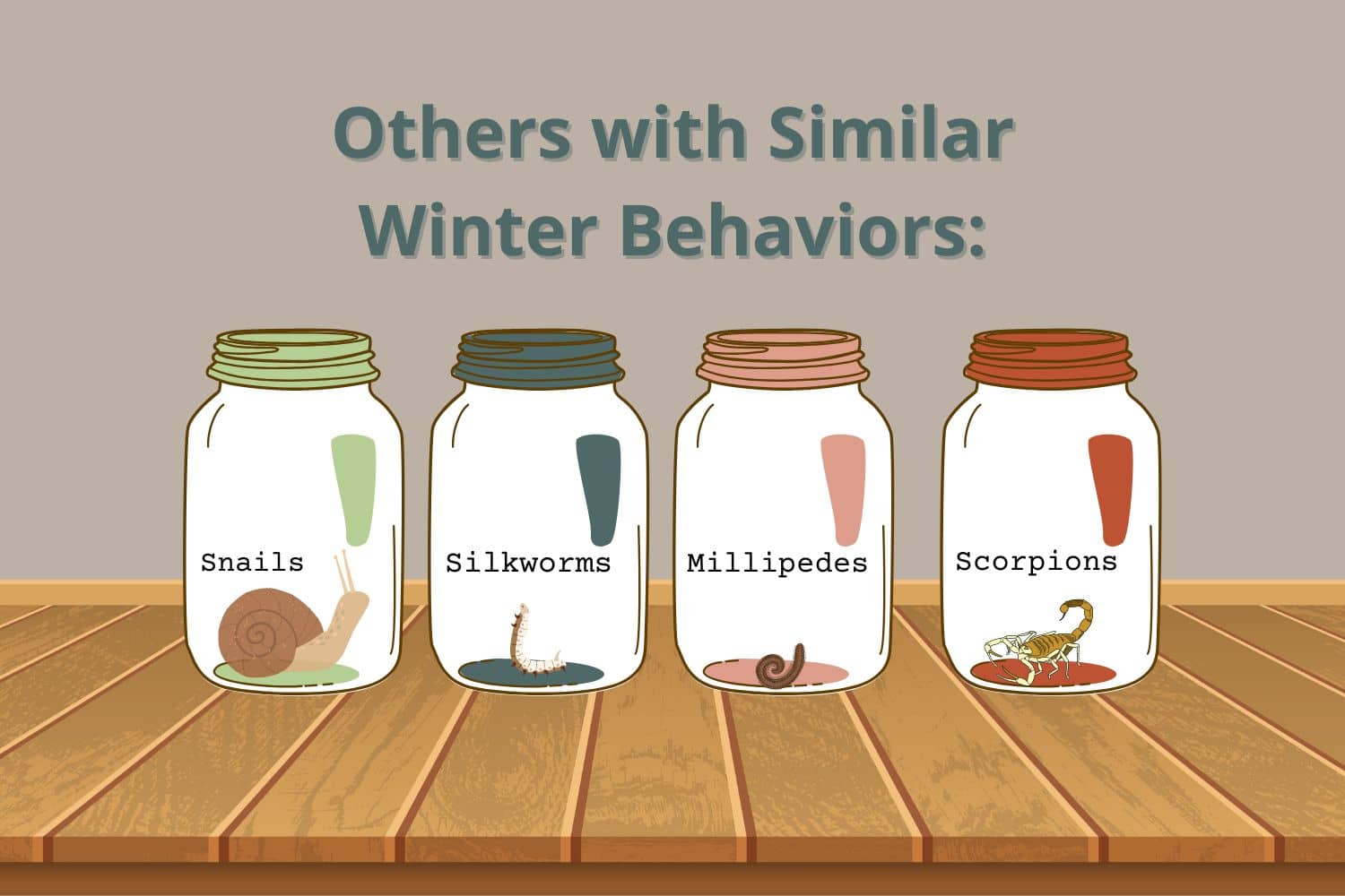 Do Spiders Hibernate or Die in the Winter? | Inside & Out Pest Services