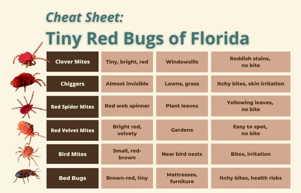 Identifying Various Tiny Red Bugs in Florida | Inside & Out Pest Services