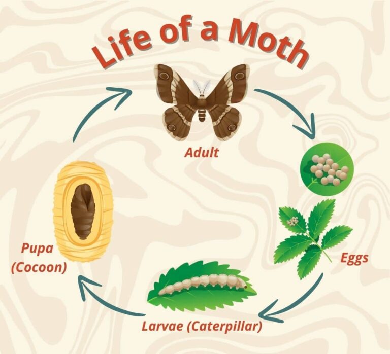 3 Tips to Identify Moth Eggs and Prevent Problems | Inside & Out Pest ...