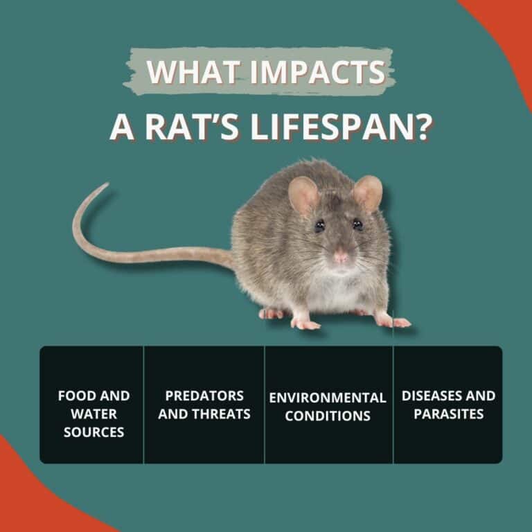 How Long Do Rats Live? Lifespan Factors and Prevention | Inside & Out ...