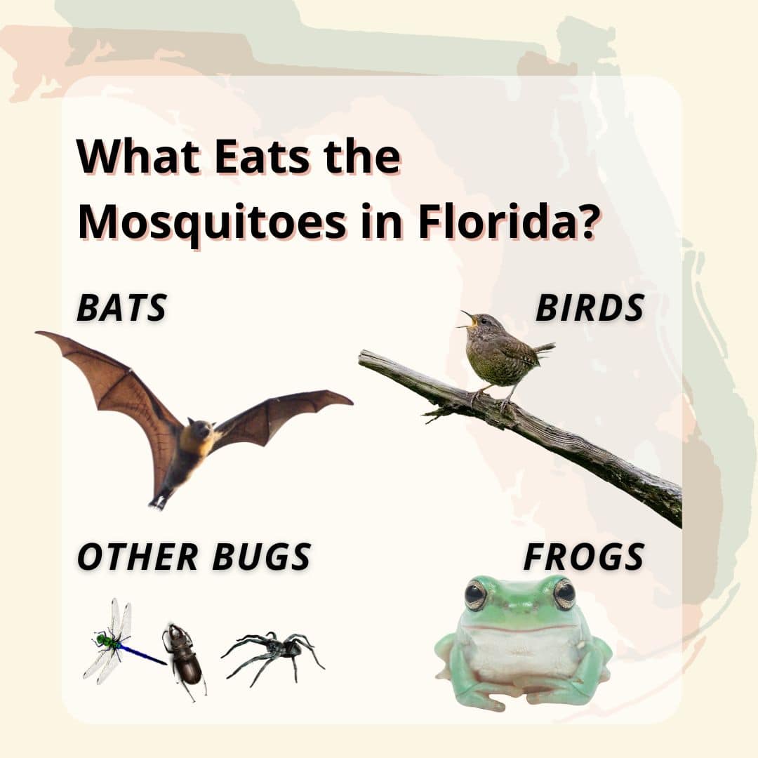 These 4 Florida Animals Eat Mosquitoes and More | Inside & Out Pest ...