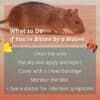 What To Do After A Mouse Bites You: Risks and Next Steps | Inside & Out ...