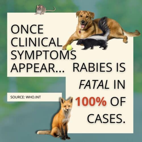 Can Rodents Carry Rabies? Signs and Safety Tips | Inside & Out Pest ...