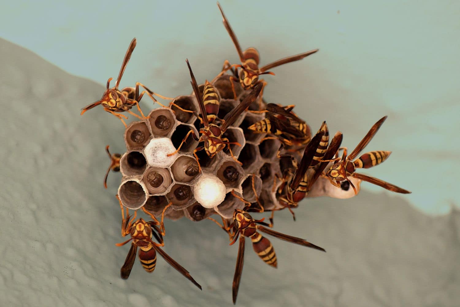 Common Wasps and Other Stinging Insects in Florida | Inside & Out Pest ...