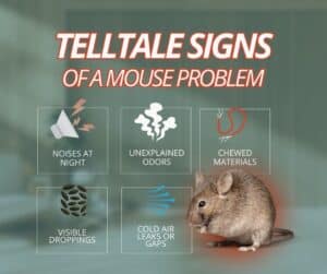 The Risks of Mouse Bites and How to Prevent Them at Home | Inside & Out ...