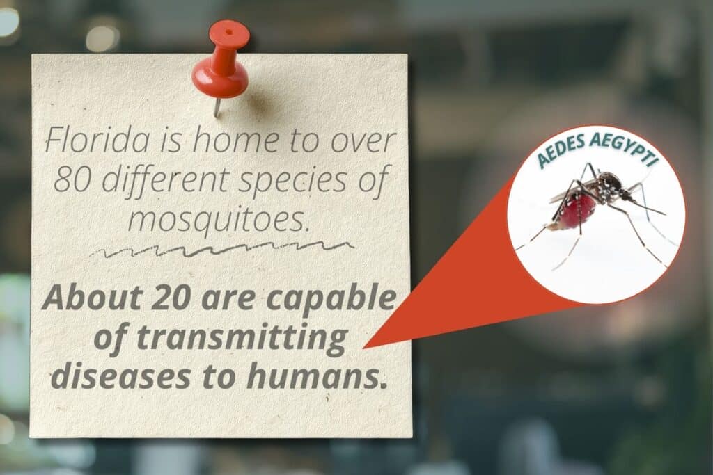 How Florida Homeowners Should Prepare for Mosquito Season | Inside ...