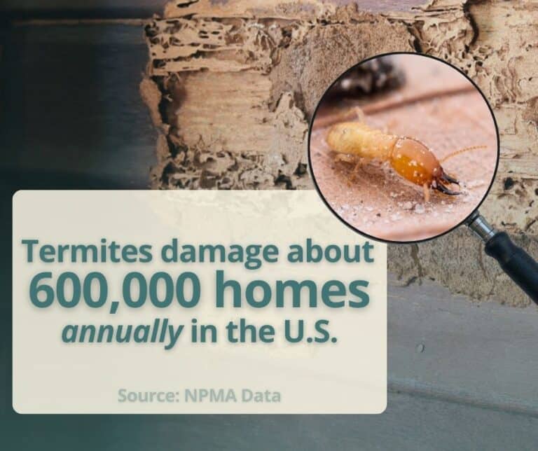 Termite Prevention & Treatment Must-Knows for FL Homes | Inside & Out ...