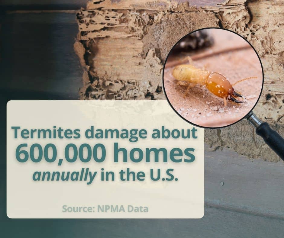 Termite Prevention & Treatment Must-Knows for FL Homes | Inside & Out ...